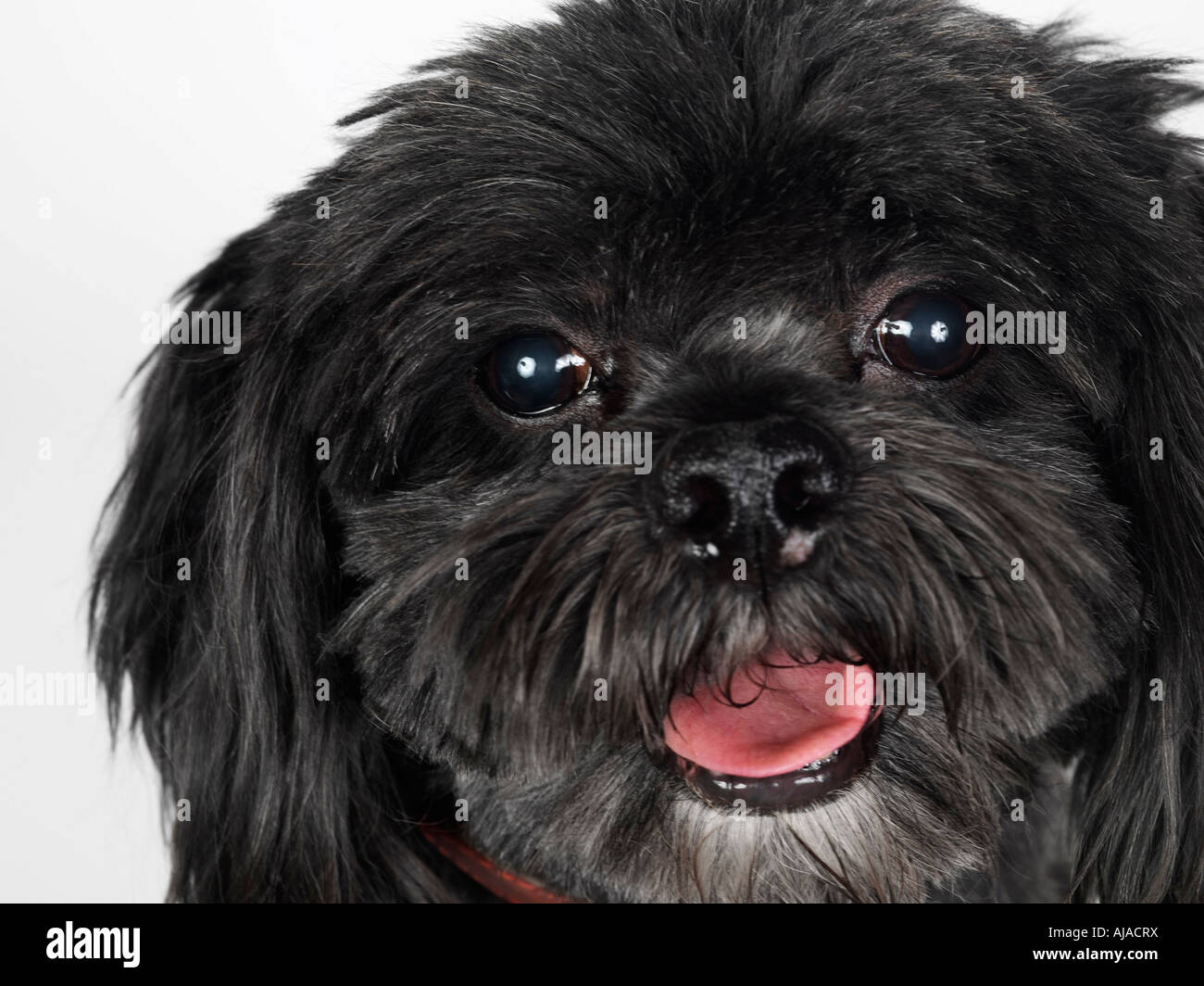 Lhasa apso hi-res stock photography and images - Alamy