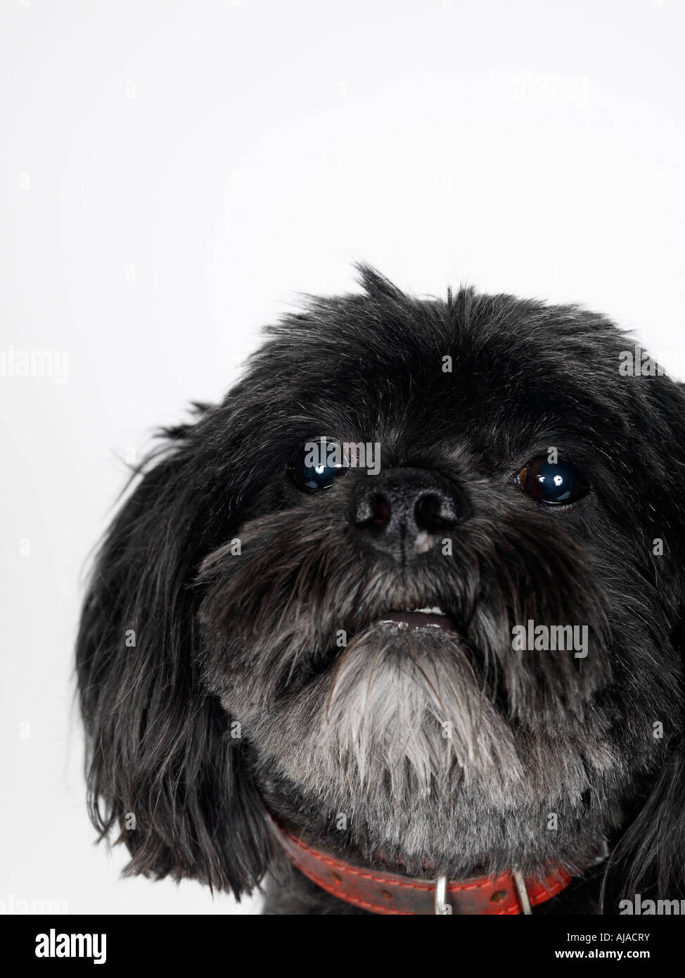 Portrait of Lhasa Apso Stock Photo - Alamy