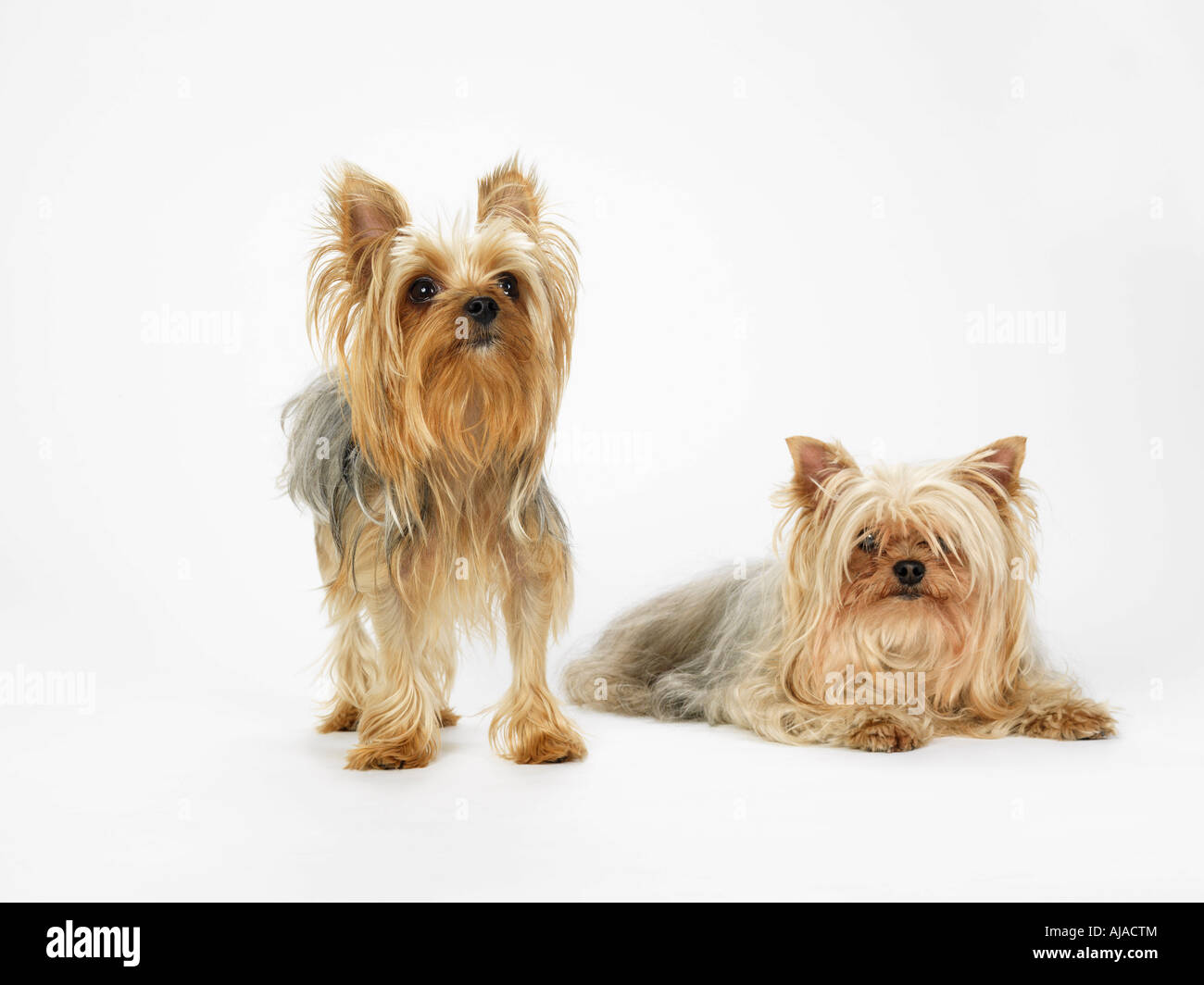 Yorkshire terriers hi-res stock photography and images - Alamy