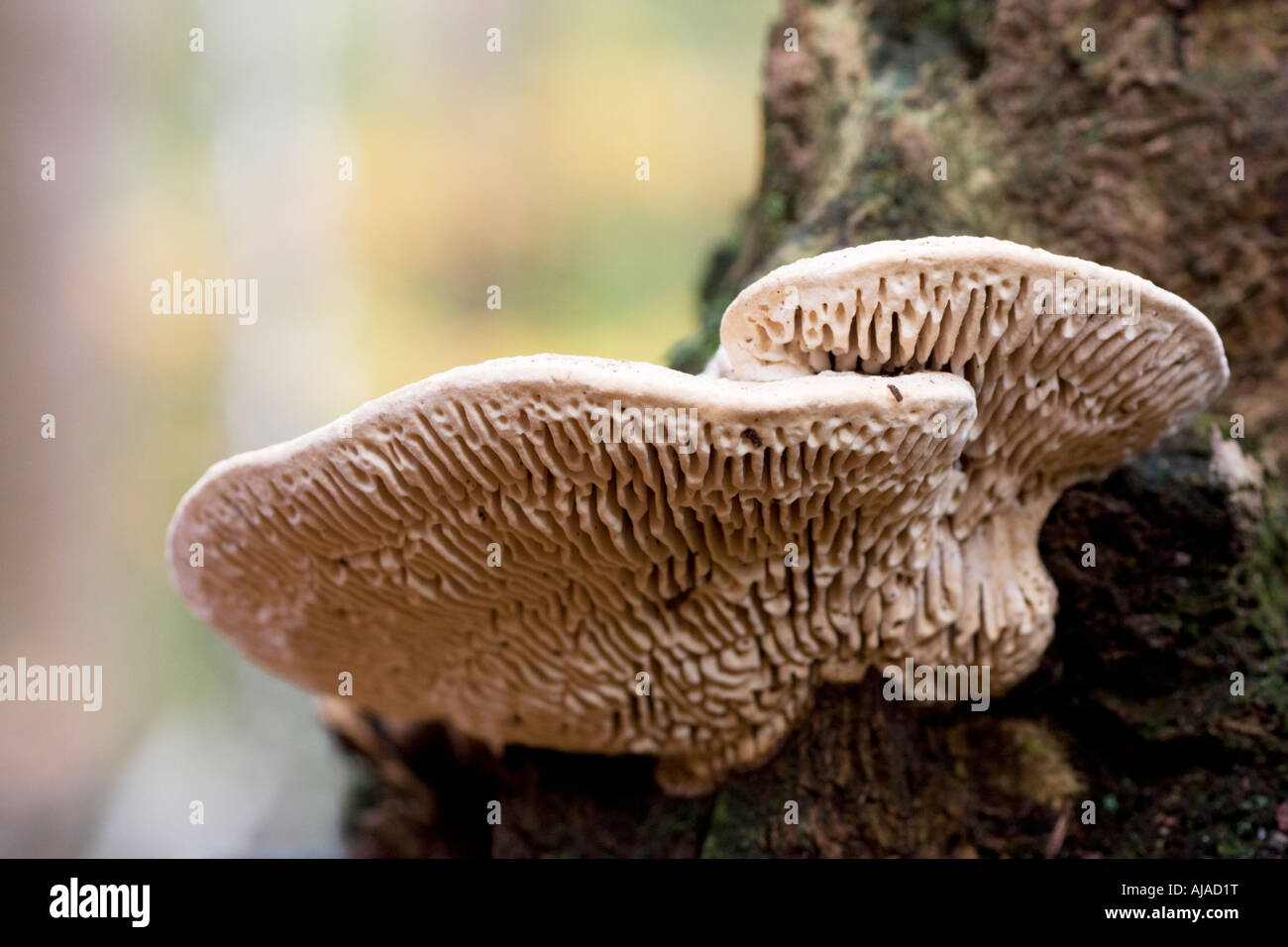 Thick-maze oak polypore, Daedalea quercina, mushroom Stock Photo - Alamy