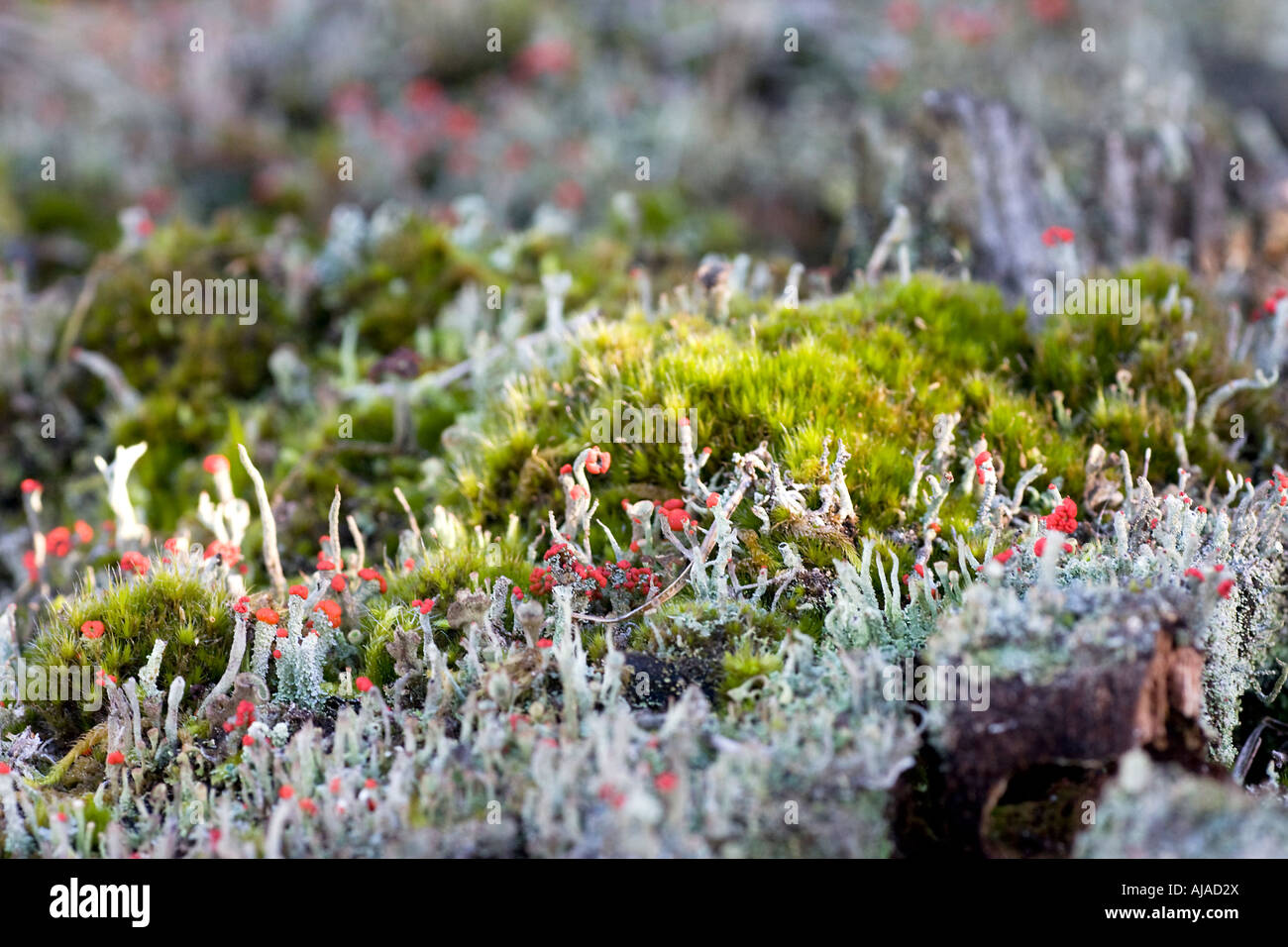 Florke's cup lichen, Cladonia floerkeana Stock Photo - Alamy