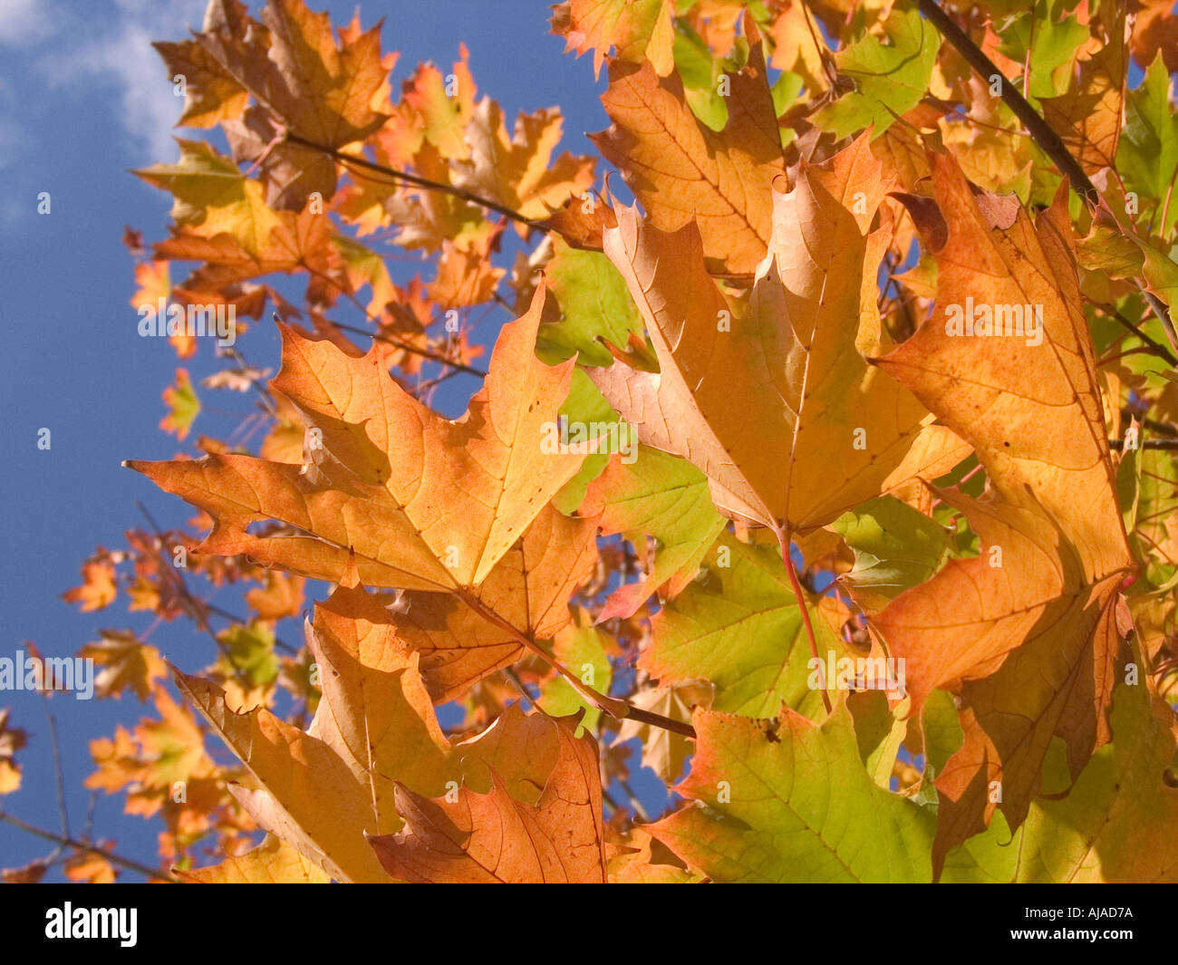 Maple Leaf Colors in the Fall Stock Photo - Alamy