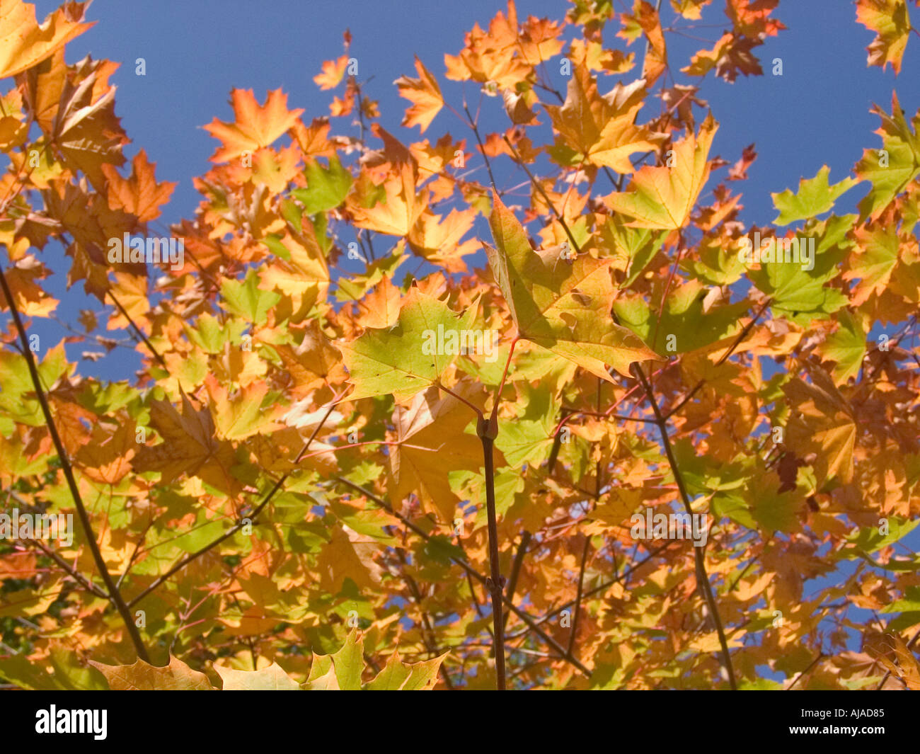 Maple Leaf Colors in the Fall Stock Photo - Alamy