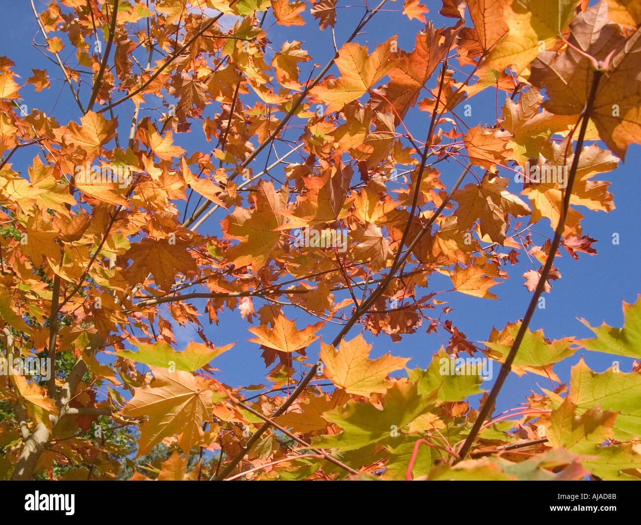 Maple Leaf Colors in the Fall Stock Photo - Alamy