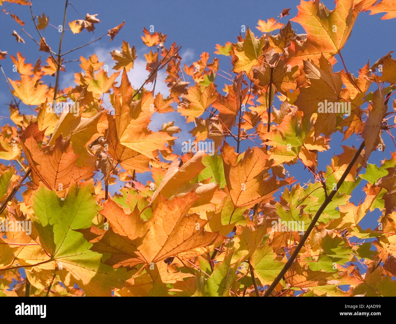 Maple Leaf Colors in the Fall Stock Photo - Alamy