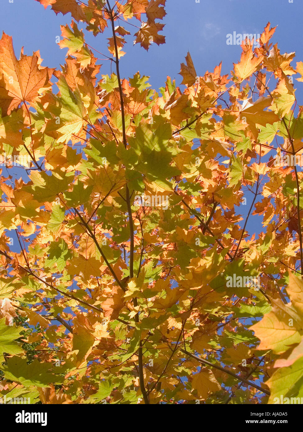 Maple Leaf Colors in the Fall Stock Photo - Alamy