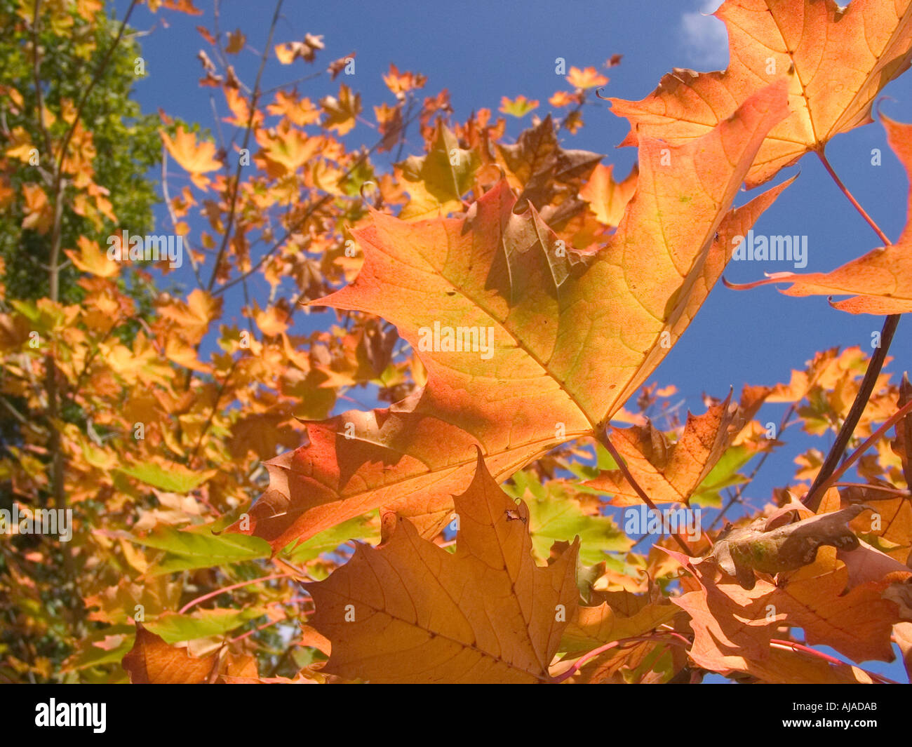 Maple Leaf Colors in the Fall Stock Photo - Alamy