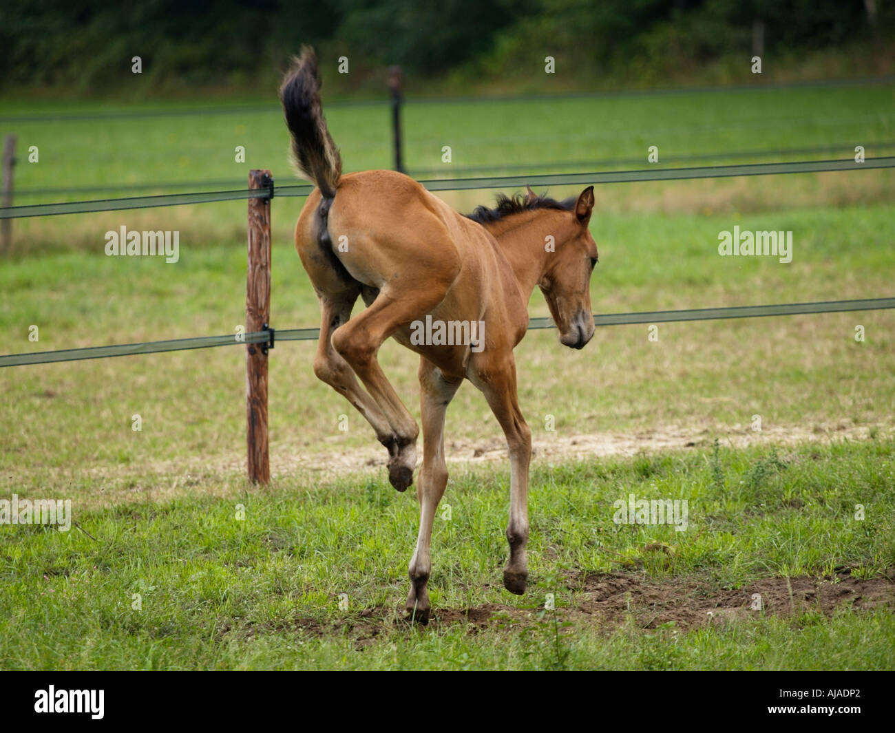 Playful little thoroughbred foal named Bambi Ruurlo Gelderland the ...