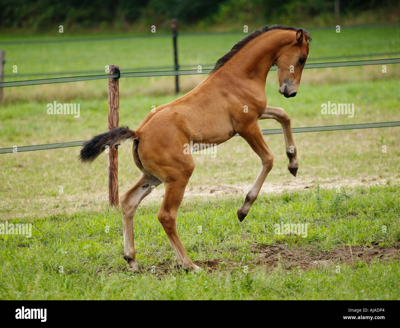 Playful little thoroughbred foal named Bambi Ruurlo Gelderland the ...