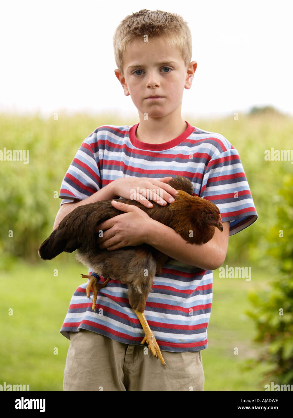 Serious looking young boy in striped shirt holding chicken in his arms ...