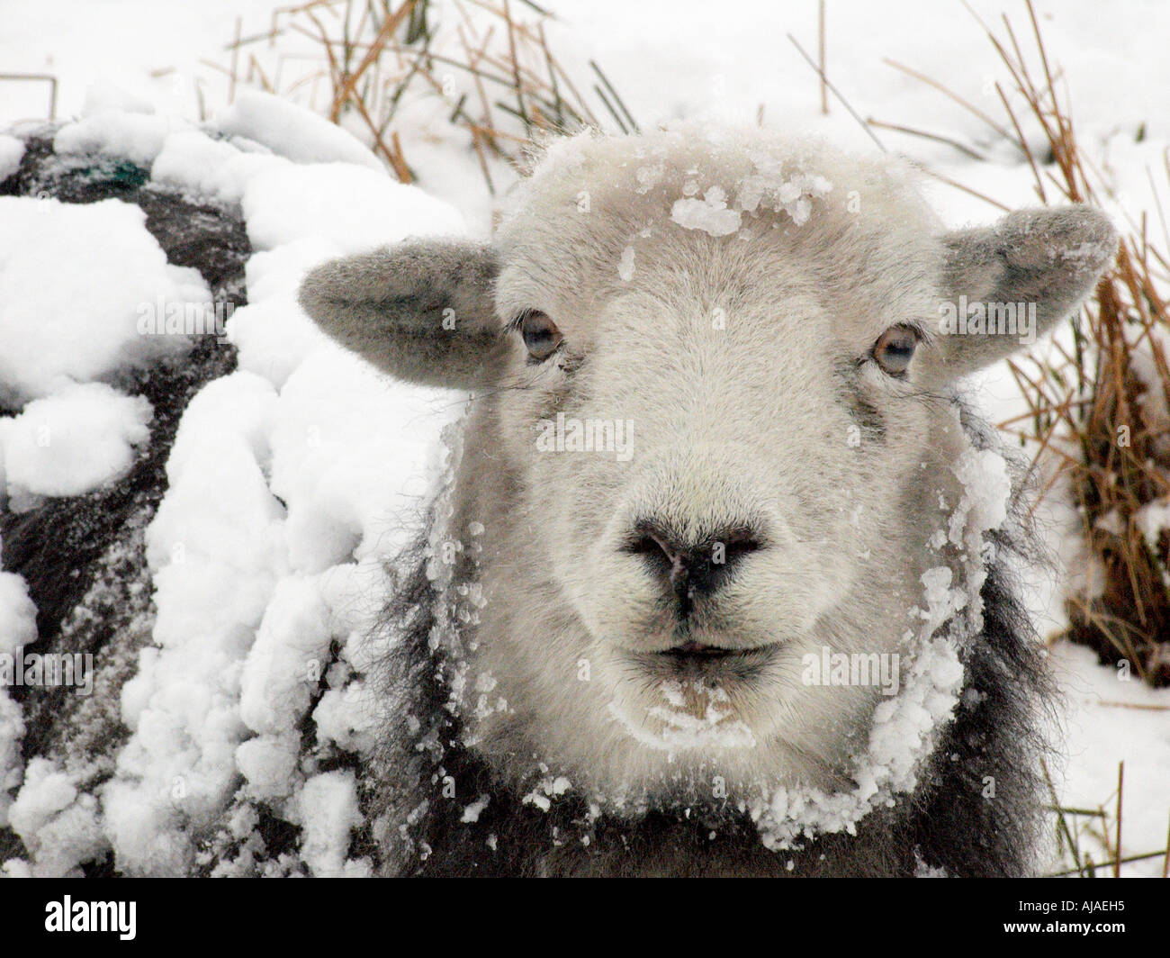 Sheep in snow Stock Photo - Alamy