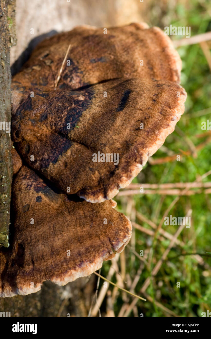 benzoin bracket, Ischnoderma benzoinum, mushroom Stock Photo - Alamy