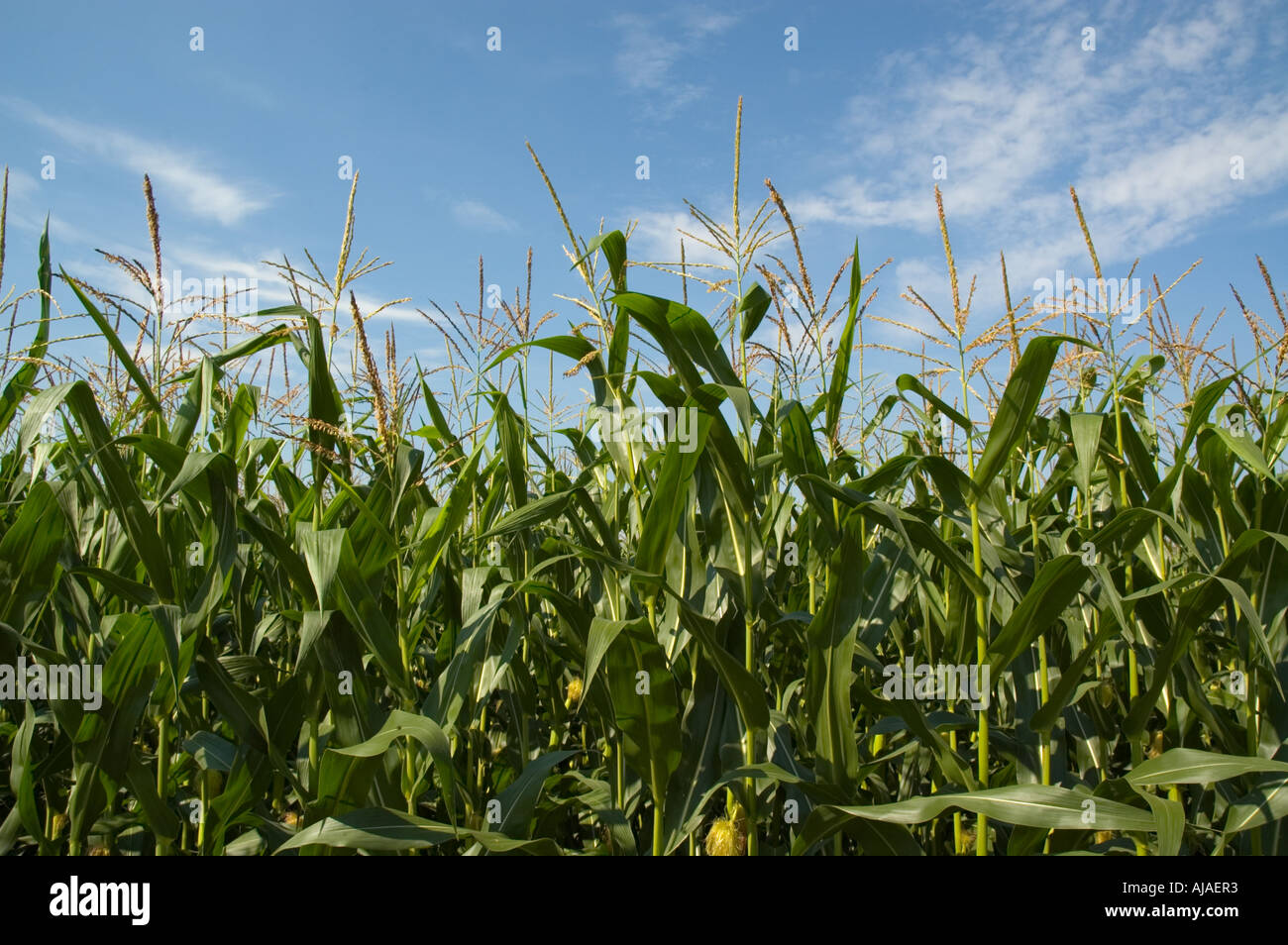 Colonel corn hi-res stock photography and images - Alamy