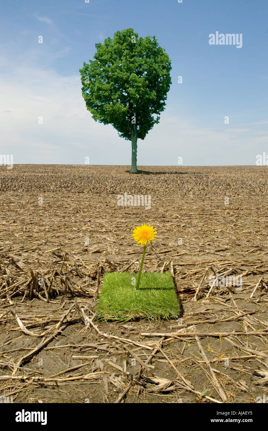 A single weed on the last patch of green grass with single tree in ...