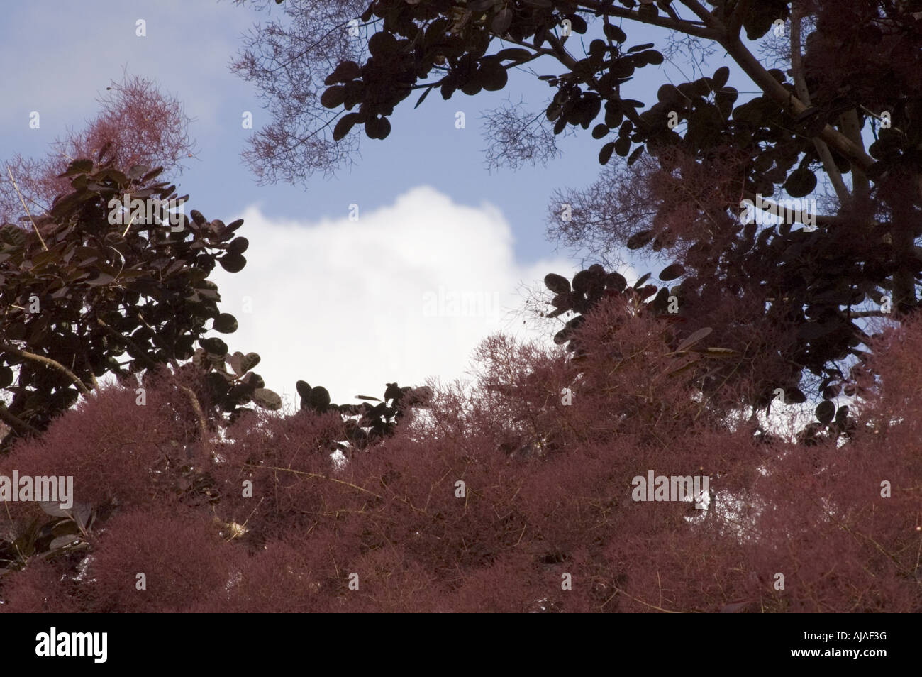 Cotinus coggygria, Smoke Bush, summer foliage and flowers Stock Photo ...