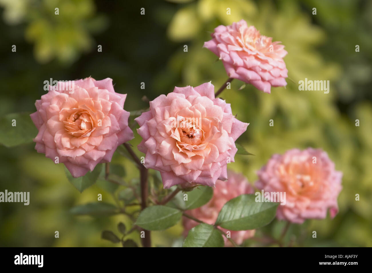 Miniature rose "Flower Power Stock Photo - Alamy