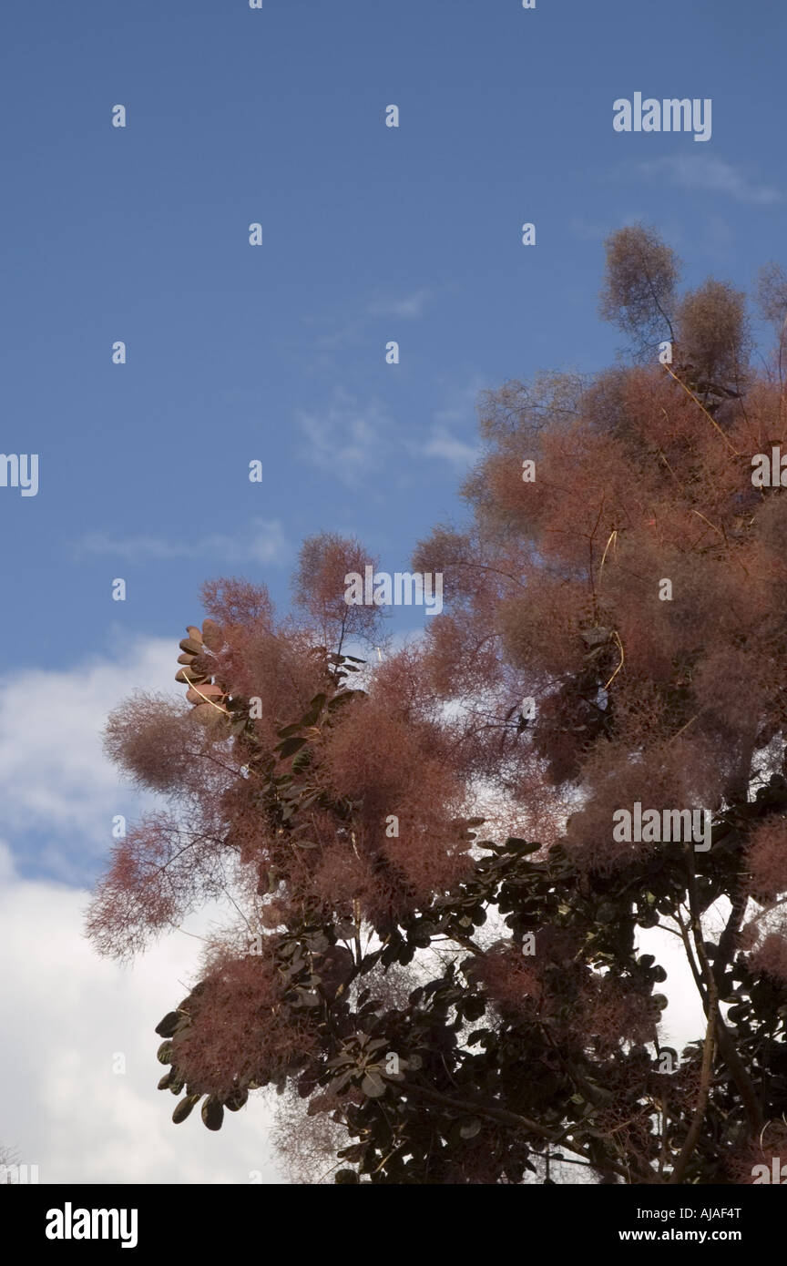 Cotinus coggygria, Smoke Bush, summer foliage and flowers Stock Photo ...