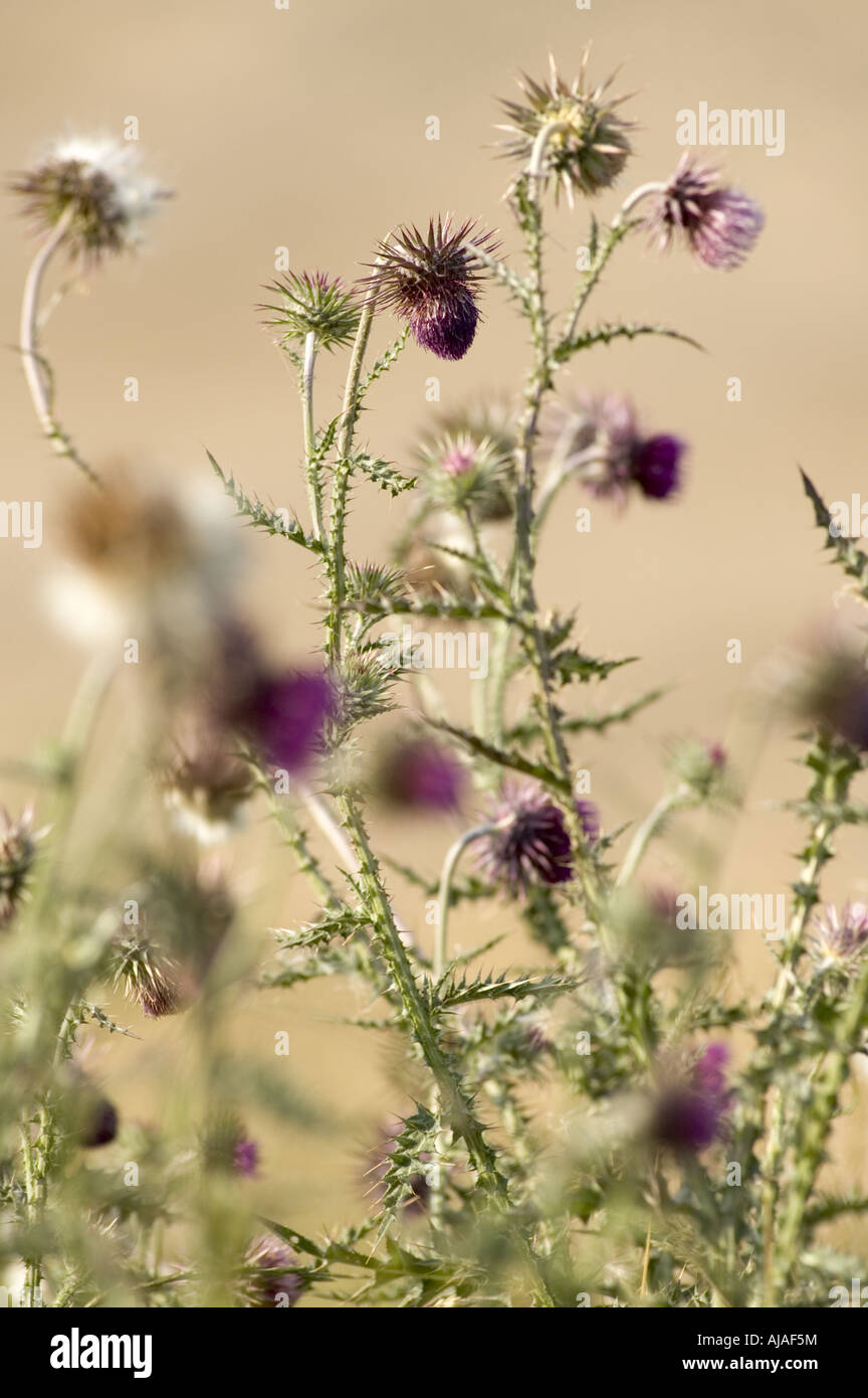 Flowering thistles, UK Stock Photo - Alamy