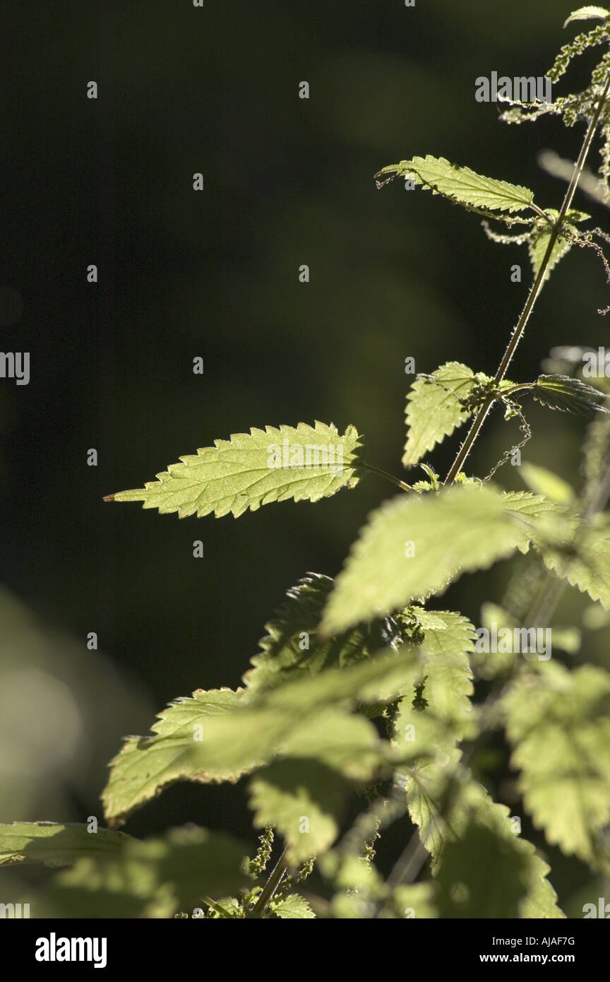 Itch weed hi-res stock photography and images - Alamy