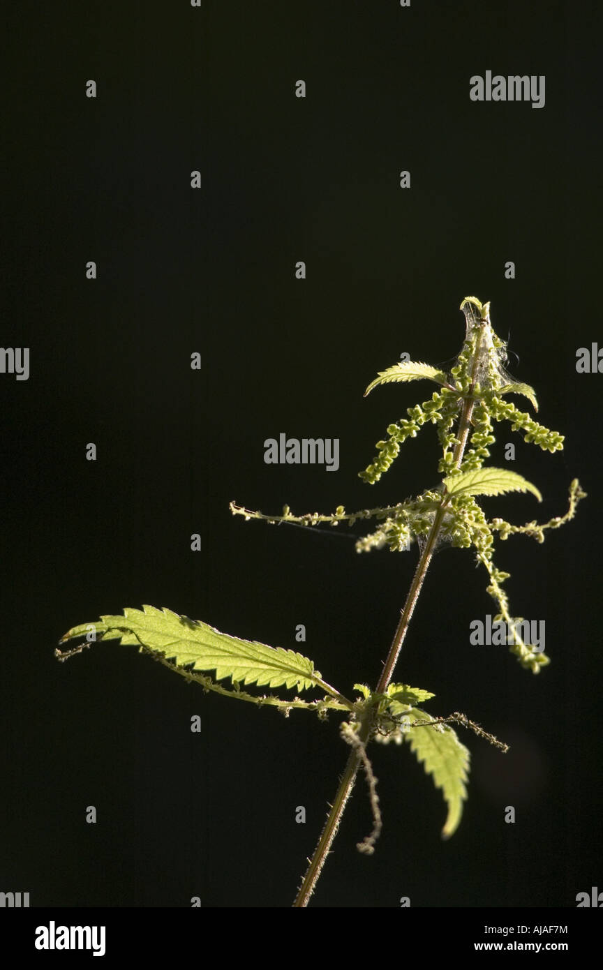 Itch weed hi-res stock photography and images - Alamy
