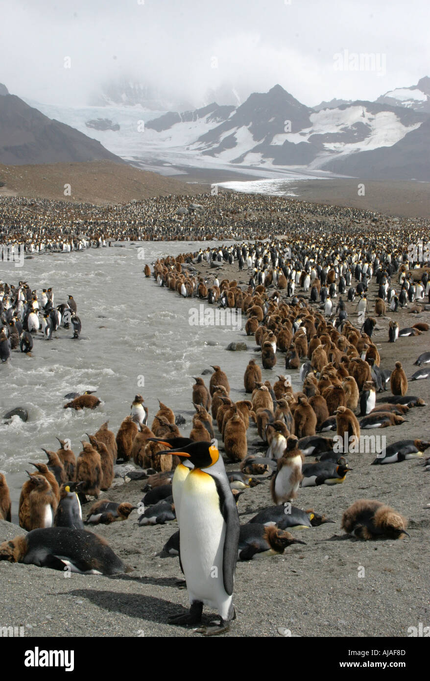 World largest icebreaker hi-res stock photography and images - Alamy