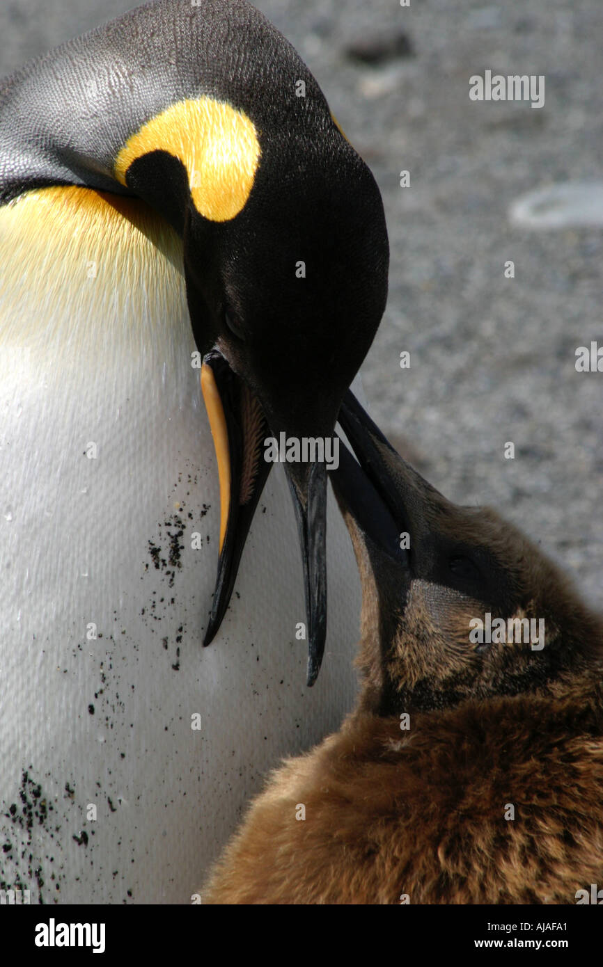 лось Cut Out Stock Images & Pictures - Alamy