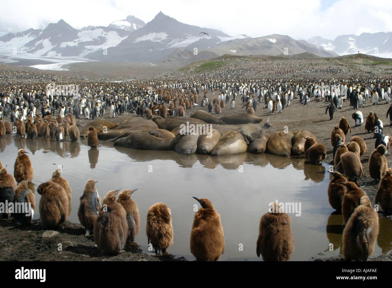 Baby King Penguins and Elephant Seals at St Andrews Bay South Georgia ...