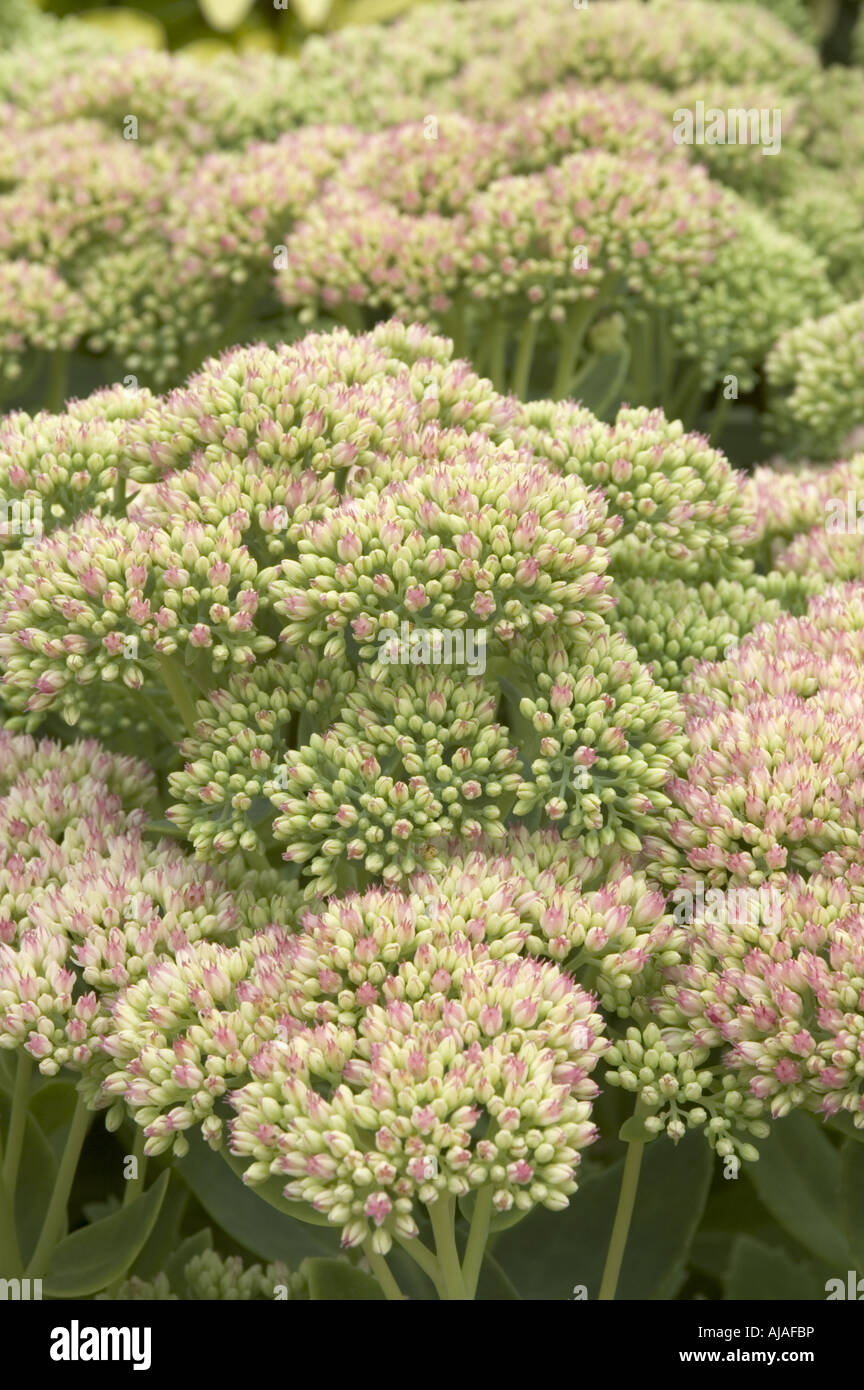 Sedum flower buds Stock Photo - Alamy