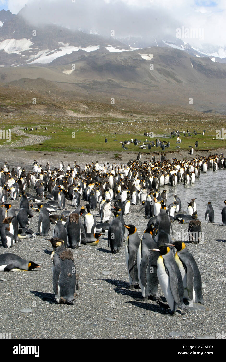 King Penguins at St Andrews Bay South Georgia the world s largest ...