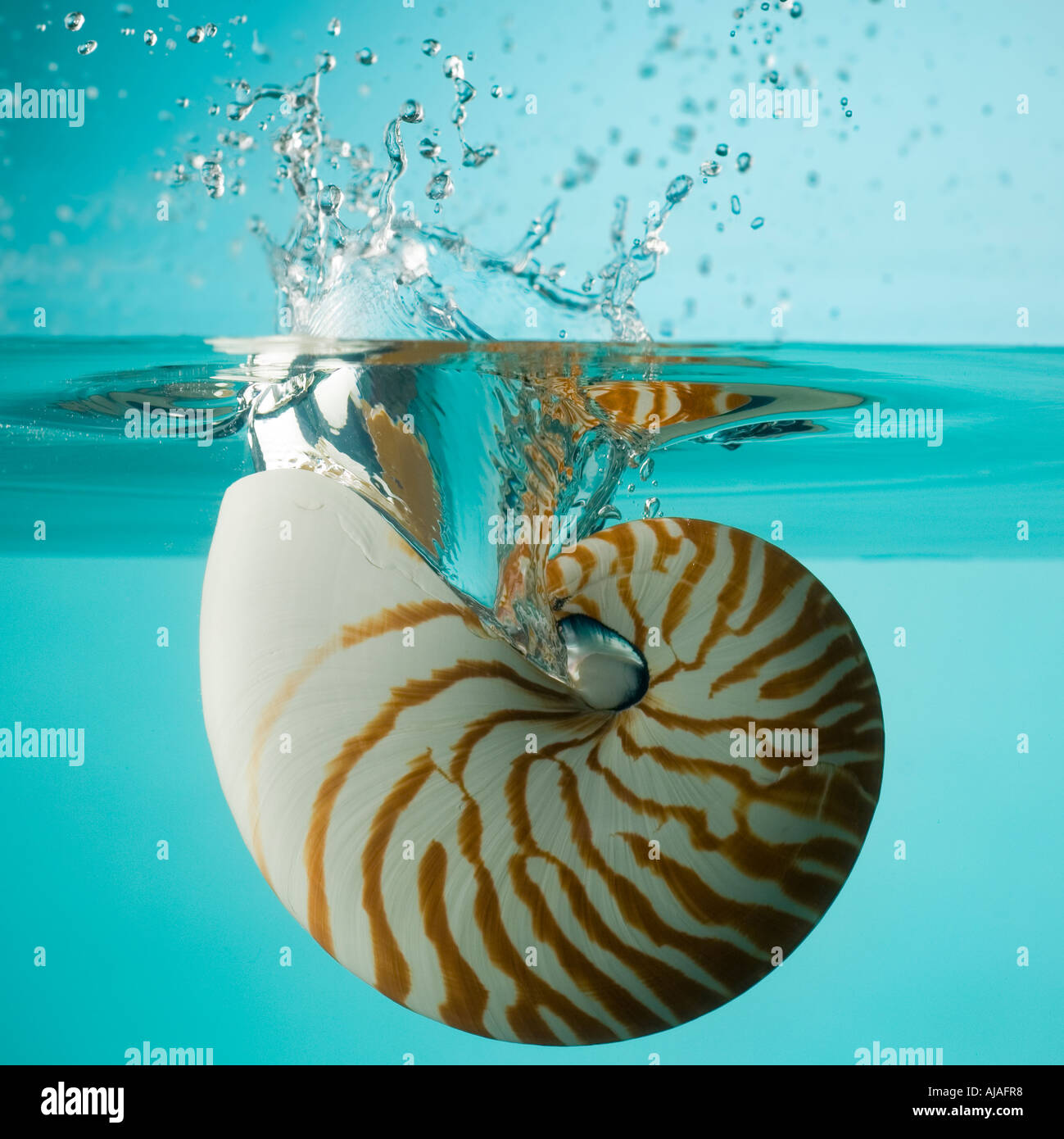 nautilus shell falling into water Stock Photo - Alamy