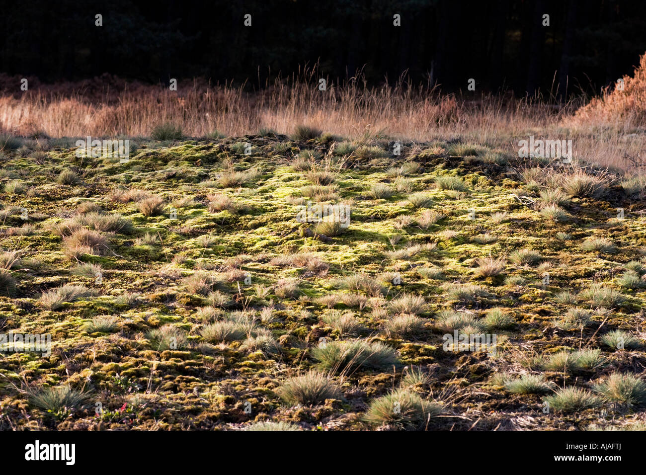 Grass and moss vegetation Stock Photo - Alamy