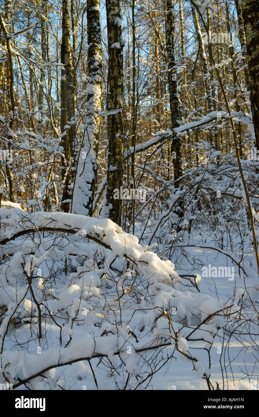 Russian winter snowfall on forest hi-res stock photography and images ...