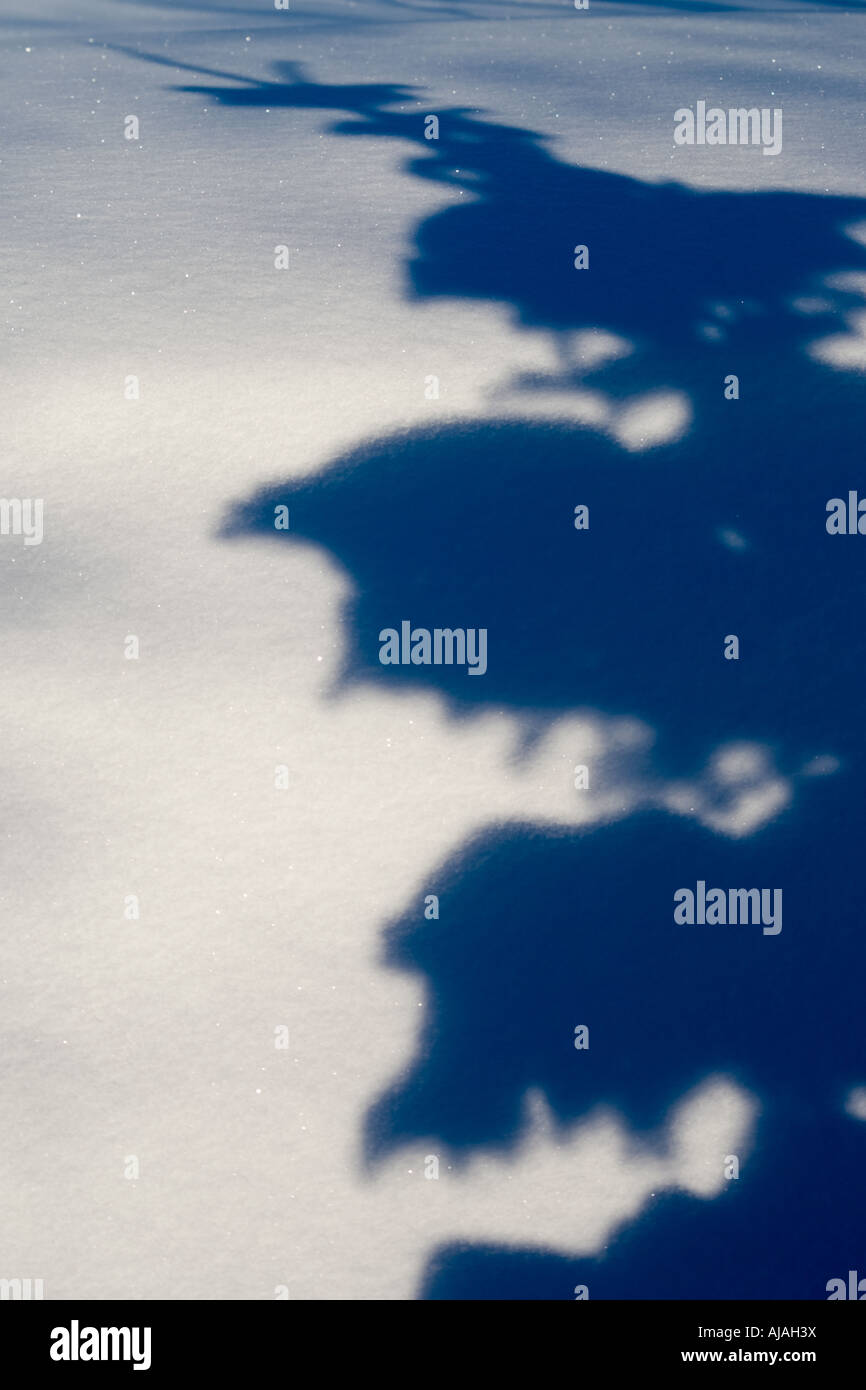 Deep blue shadow of a fir tree on white snow Stock Photo - Alamy