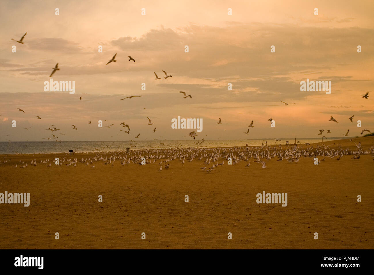 Seagulls flocking over beach Stock Photo - Alamy