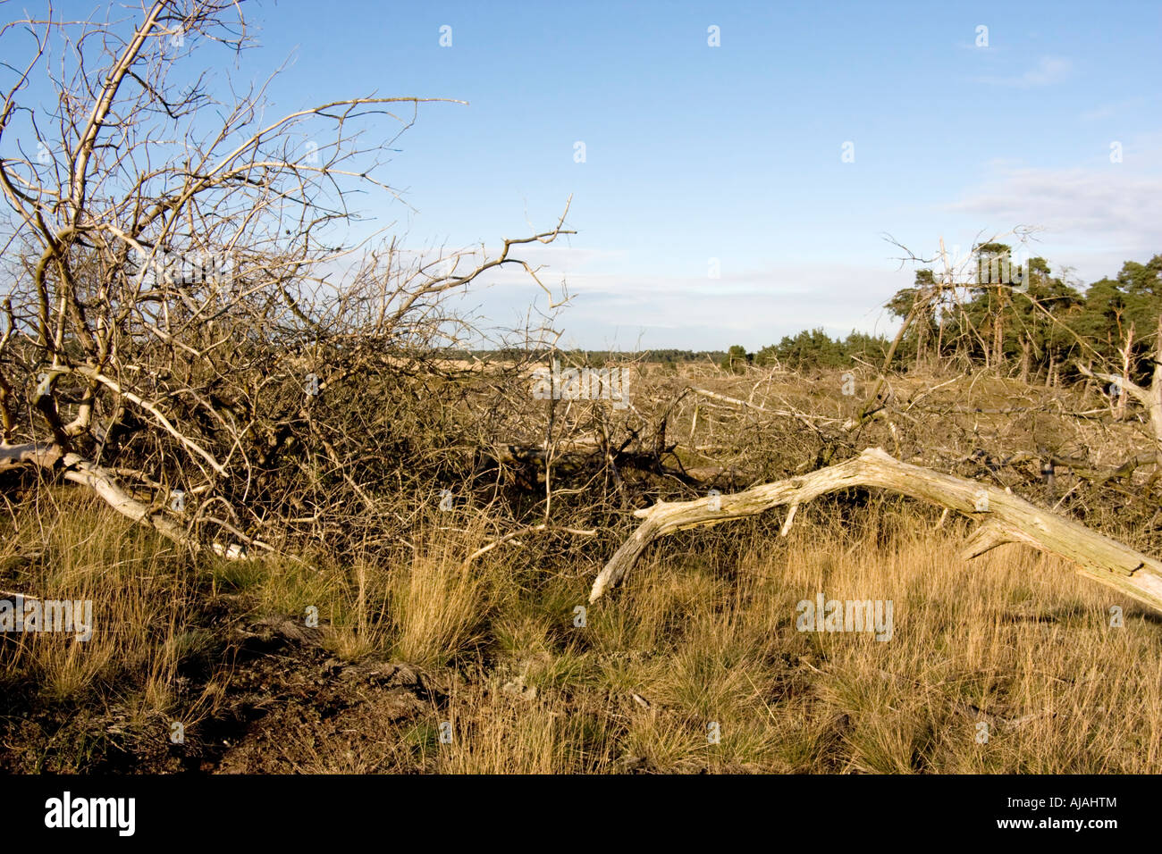 Bleak landscape with tree hi-res stock photography and images - Alamy