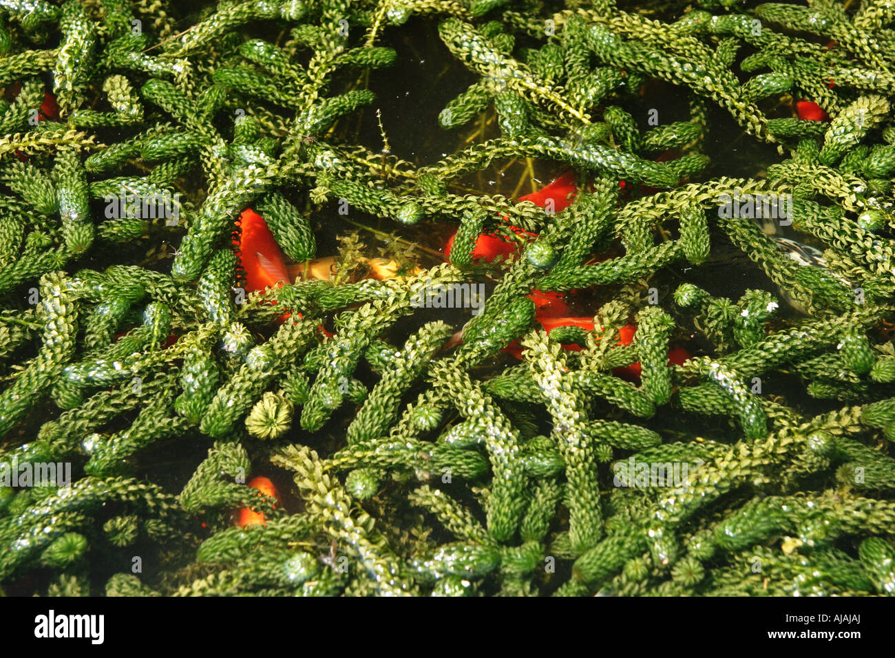 GOLDFISH HIDE IN CANADIAN PONDWEED Stock Photo - Alamy