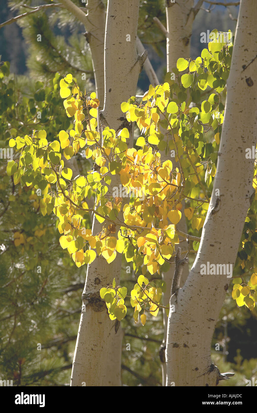 California poplar hi-res stock photography and images - Alamy