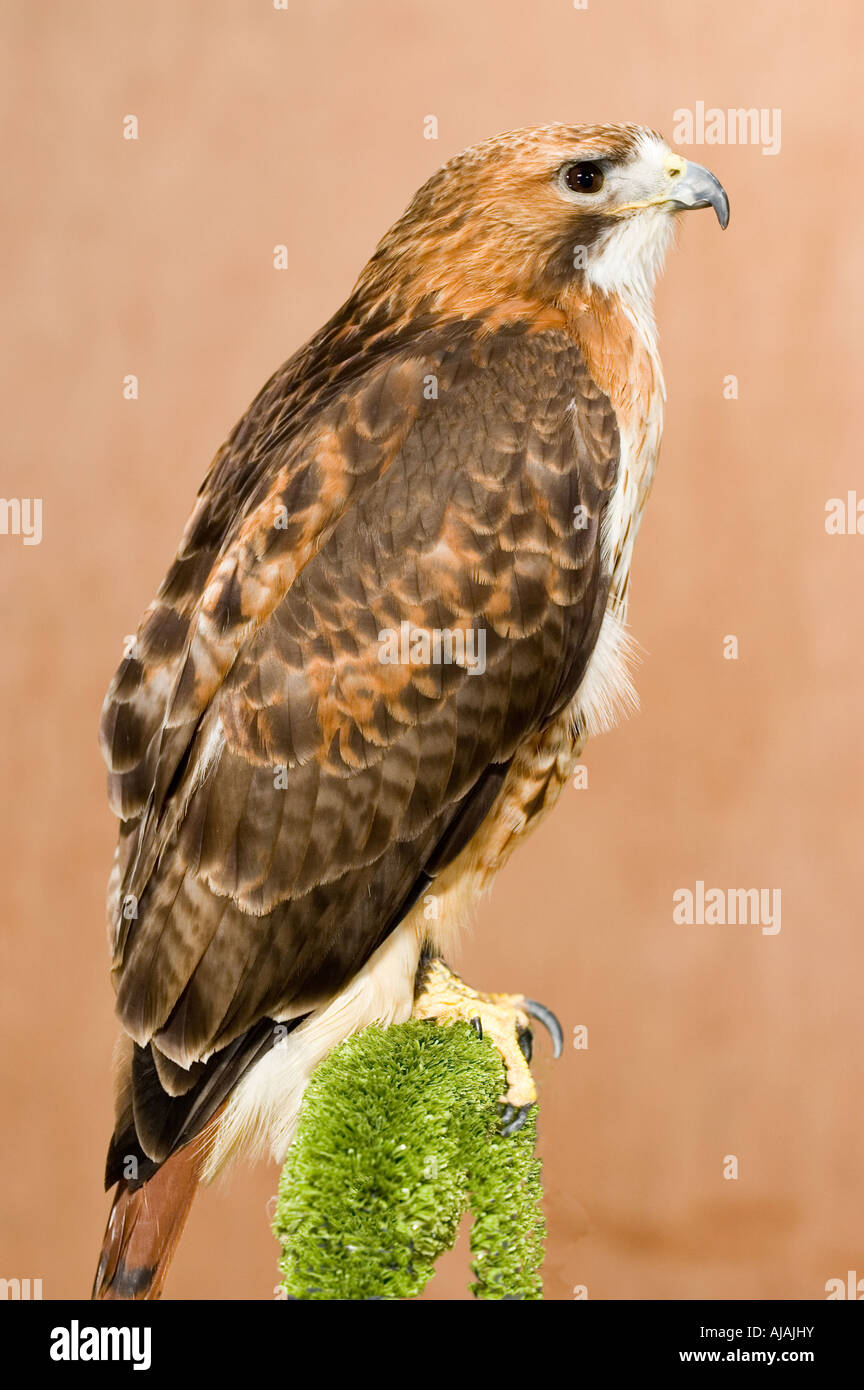 American; Red; Tailed; Buzzard; (Buteo jamacensis) Captured Stock Photo ...