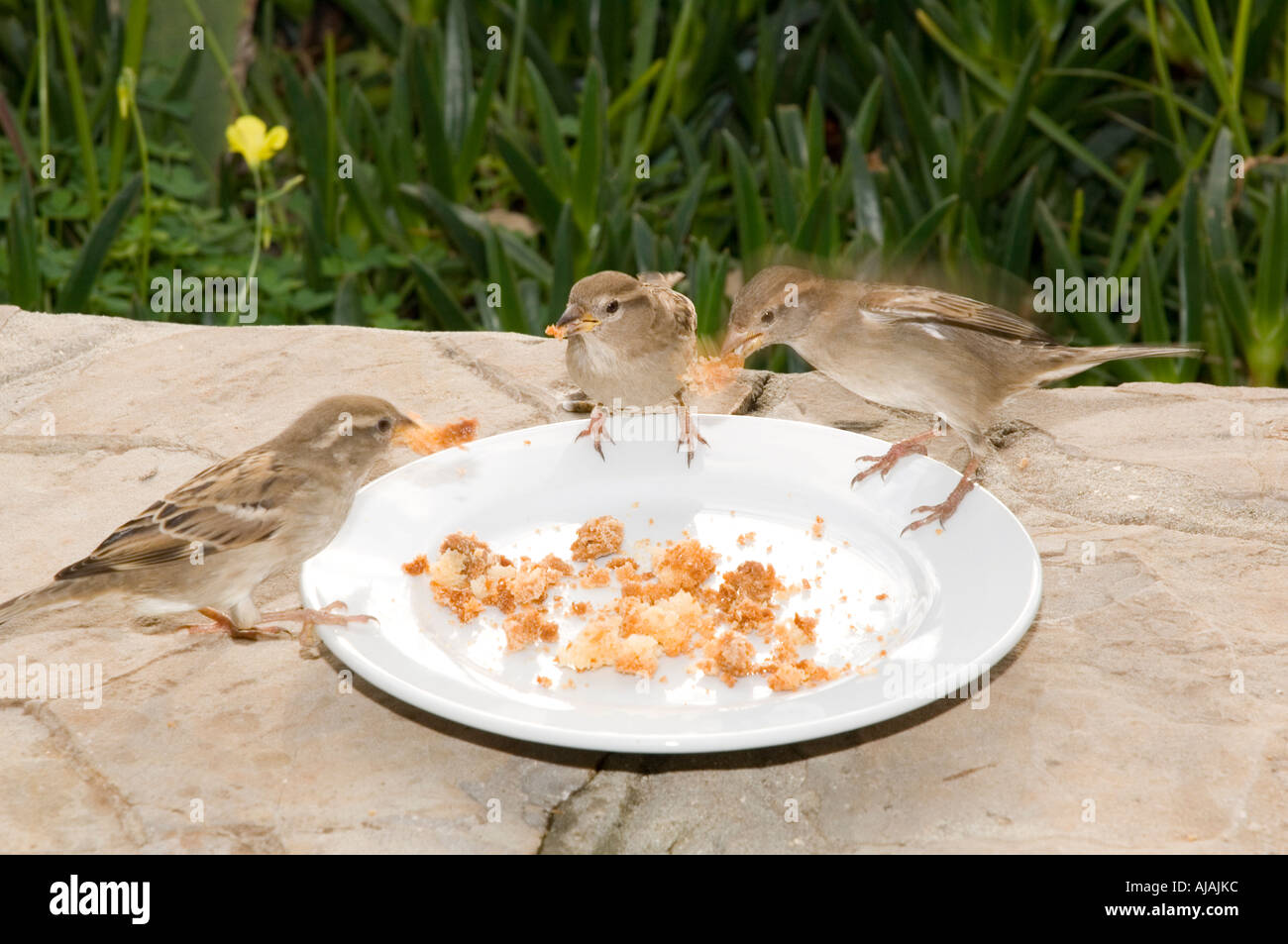 Birds plate hi-res stock photography and images - Alamy