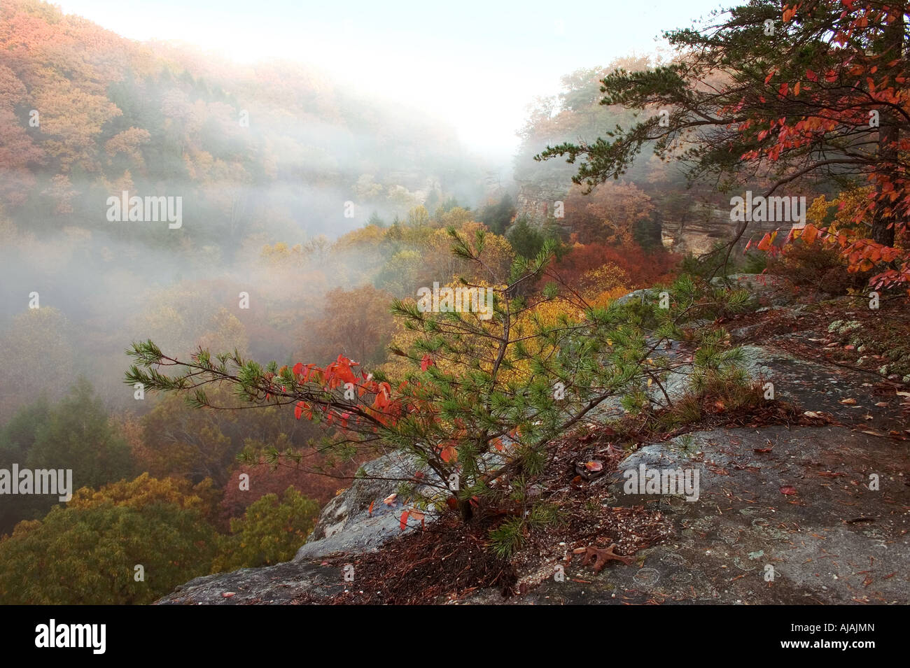Rim trail view of Conkle's Hollow gorge in autumn Stock Photo - Alamy