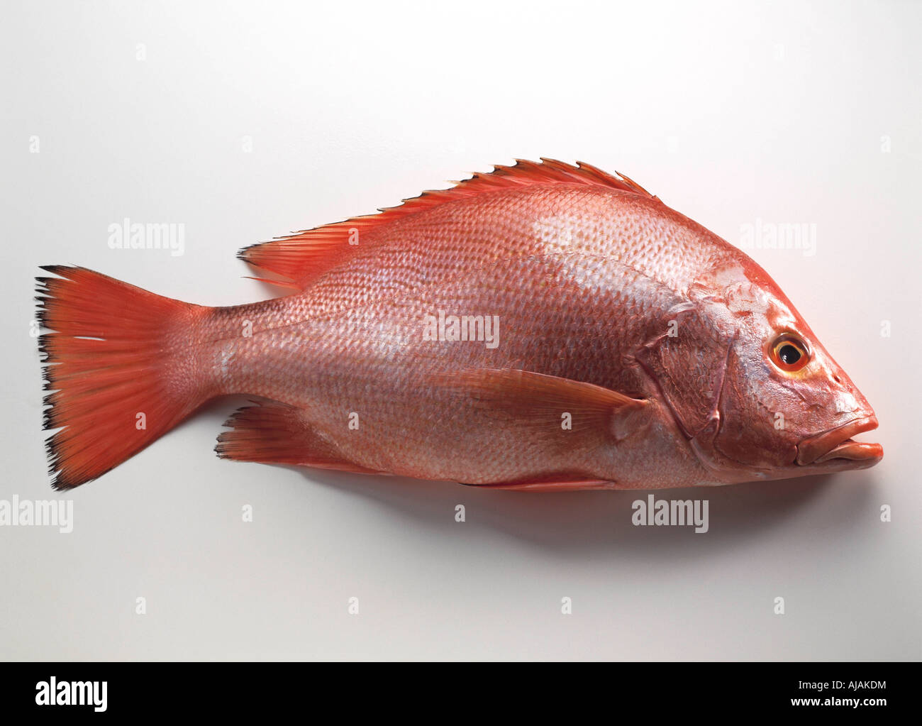 A red snapper on a white background Stock Photo - Alamy