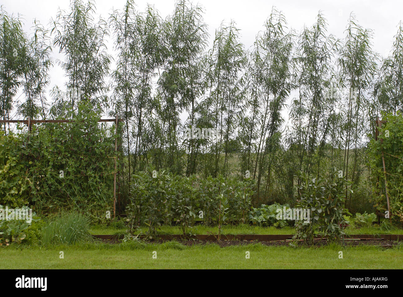 GROWING WILLOW AS A VEGETABLE GARDEN WINDBREAK Stock Photo - Alamy