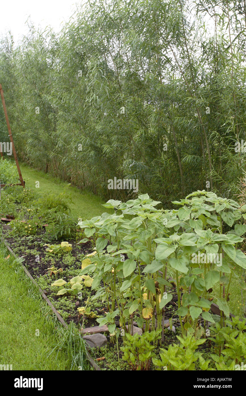 Windbreak willow garden hi-res stock photography and images - Alamy