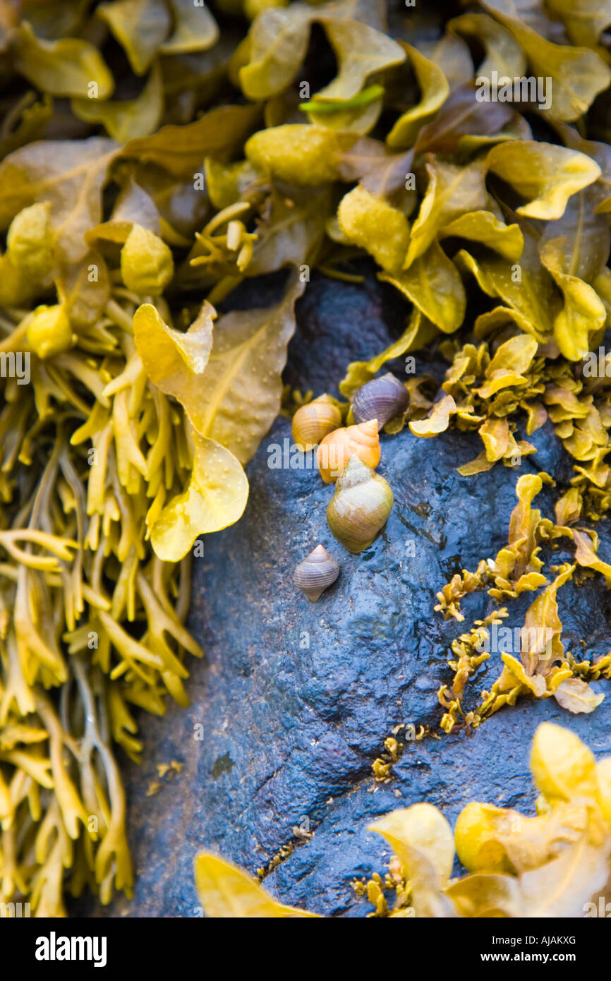 Sea Snails and Seaweed on a rock Stock Photo - Alamy