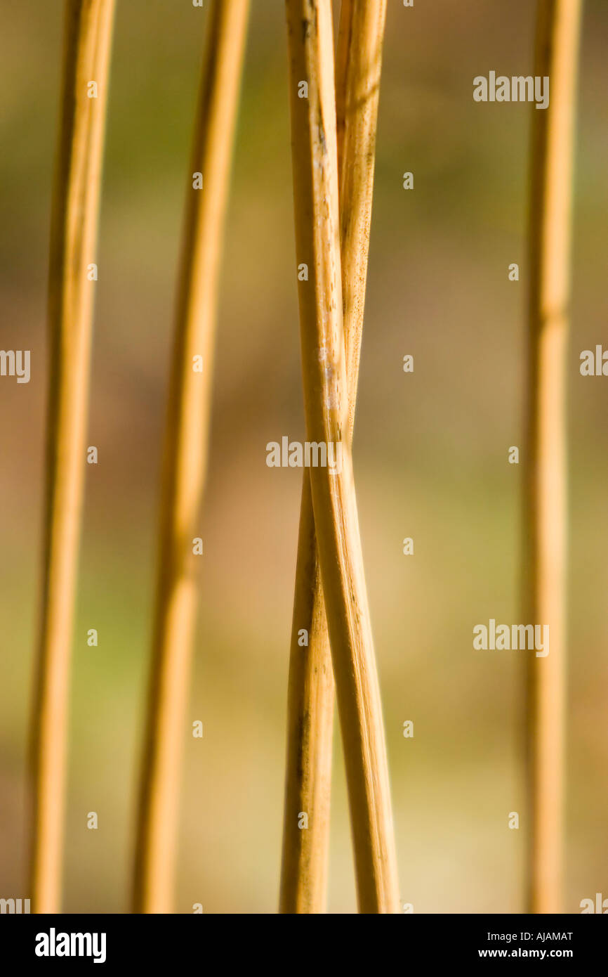 Old dead plant stems photo hi-res stock photography and images - Alamy