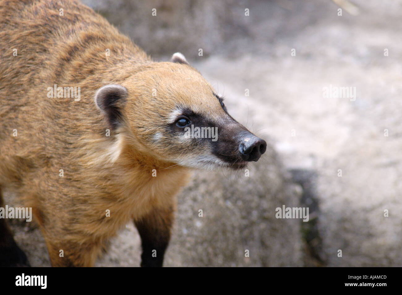 RING TAILED COATI Stock Photo - Alamy