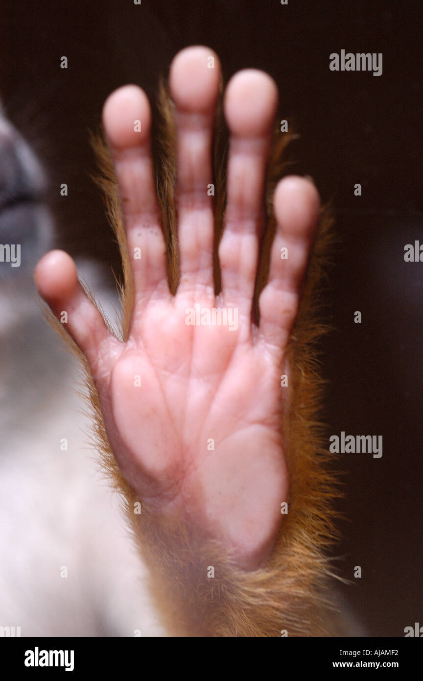 SQUIRREL MONKEY HAND Stock Photo - Alamy