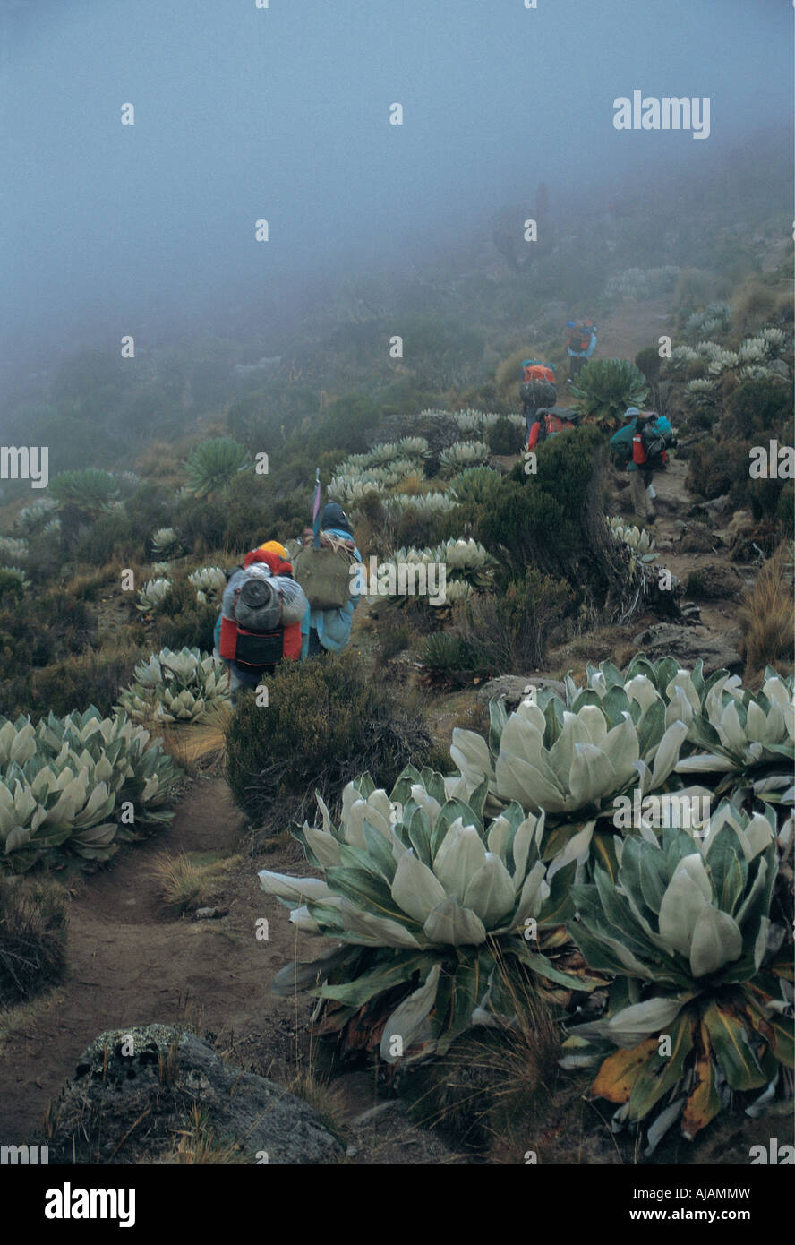 Porters climb through mist past Senecio brassica plants in the Teleki ...