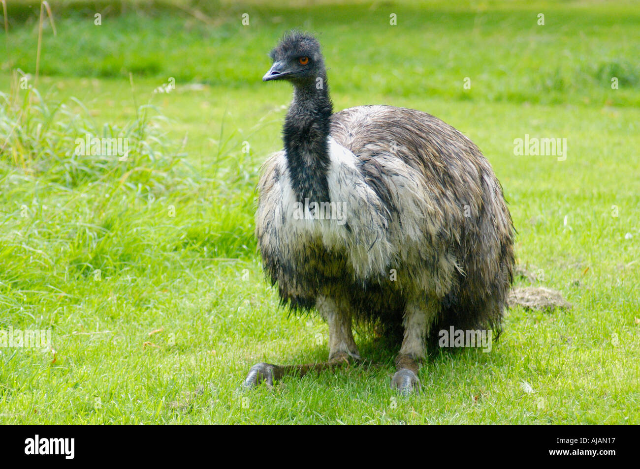 Emu sitting hi-res stock photography and images - Alamy