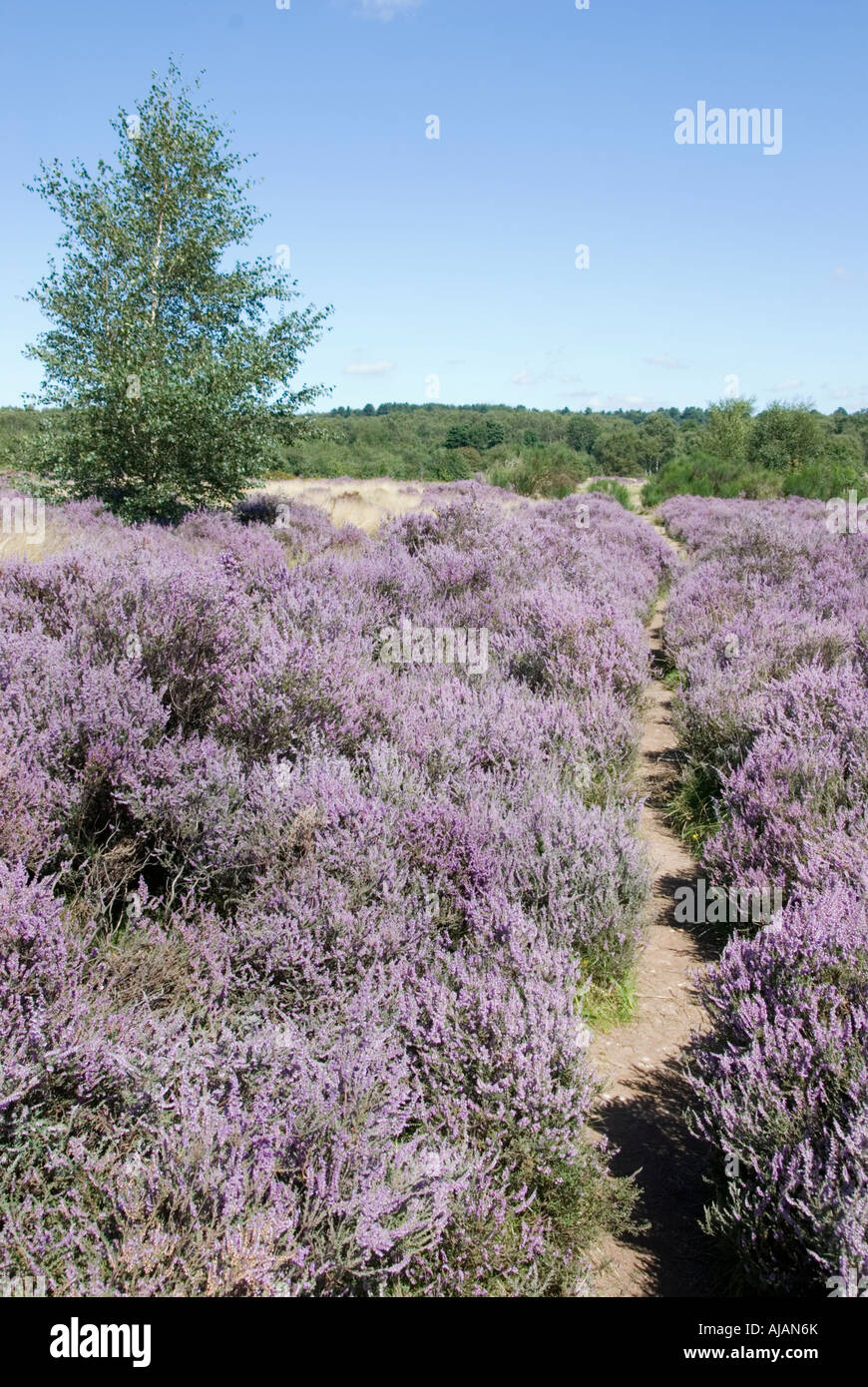 Heather growing hi-res stock photography and images - Alamy
